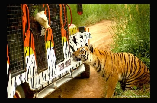 35% Off Zoobic Safari Promo